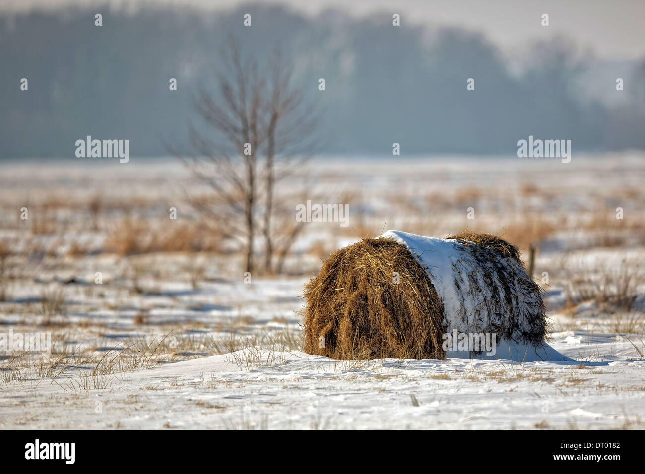 Winter landscape, bale of hay in a field Stock Photo - Alamy
