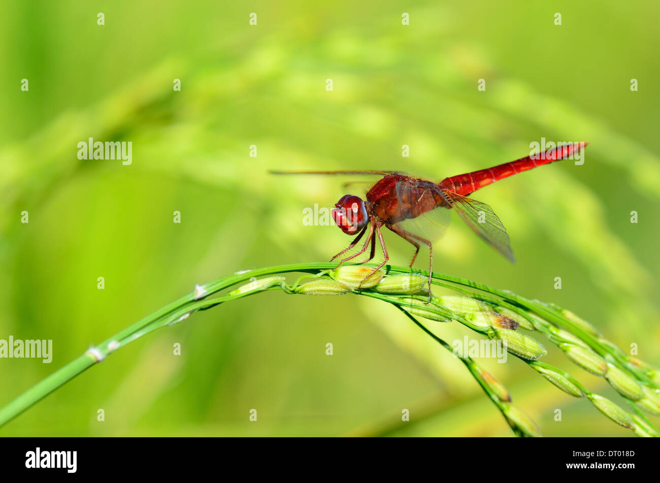 red dragonfly perching on green rice paddy mirrored Stock Photo - Alamy