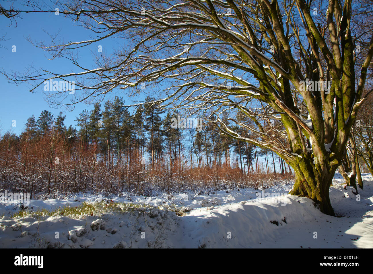 A beech tree and conifer forest in deep snow, in the Haldon Hills near ...