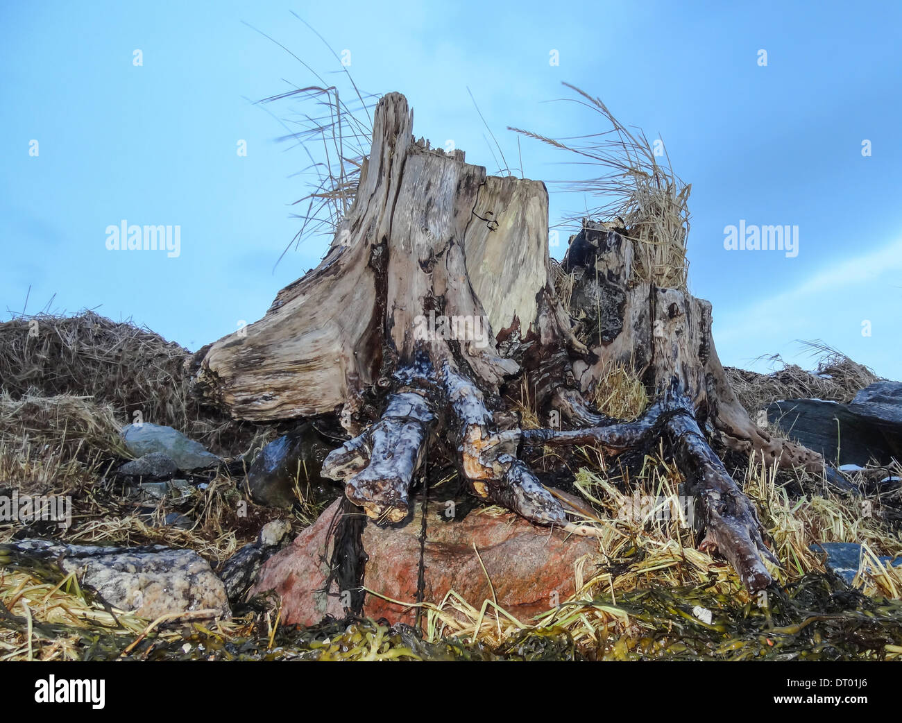 Tree Root On The Beach Stock Photo - Alamy