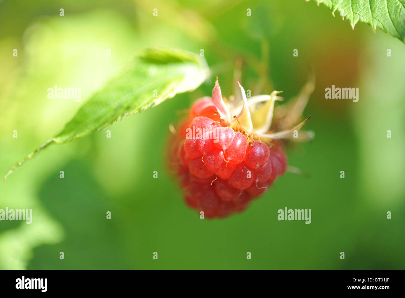 A ripe red raspberry Stock Photo - Alamy