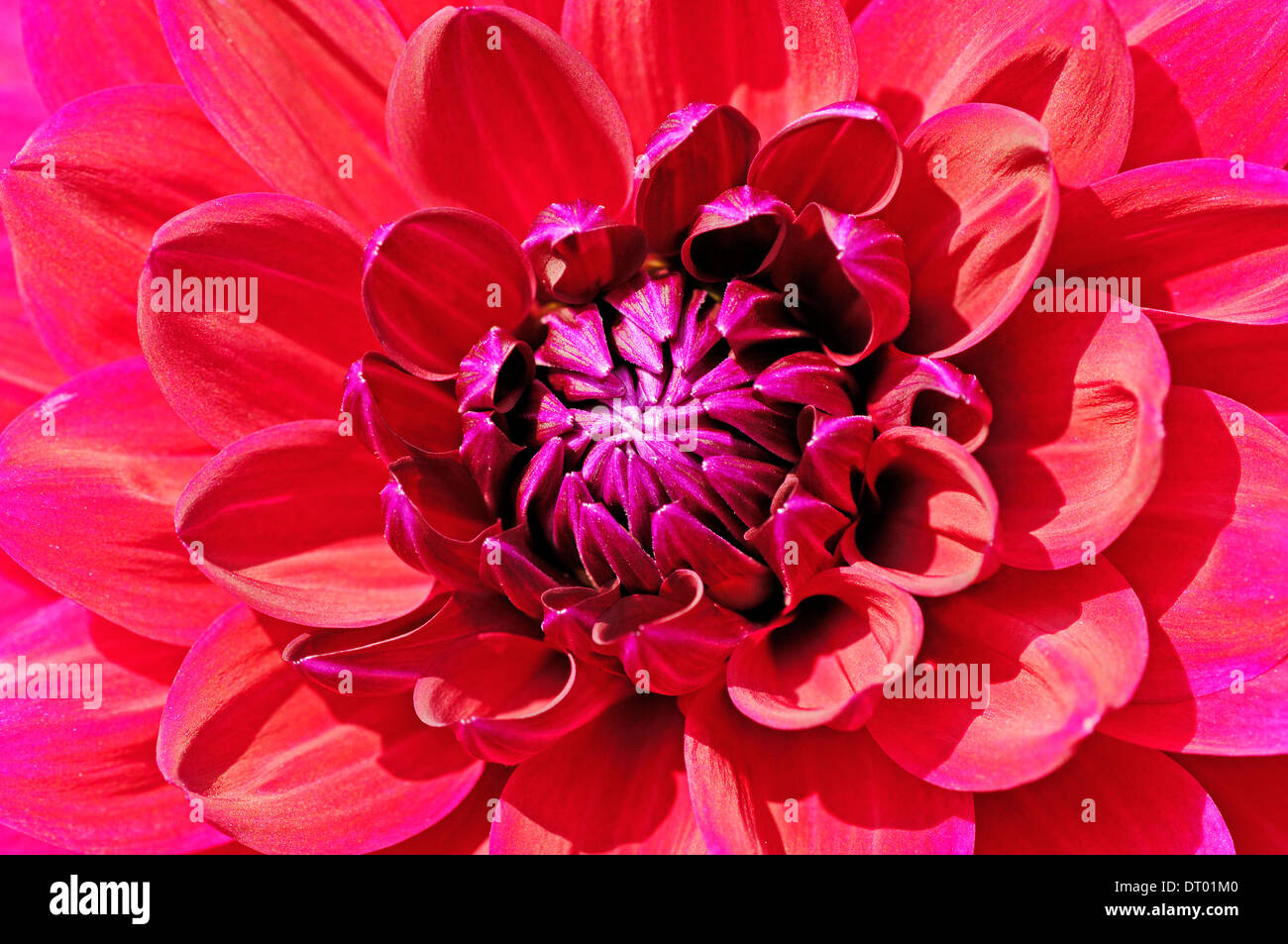 Dahlia 'Ernst' (Dahlia hybrida Stock Photo - Alamy
