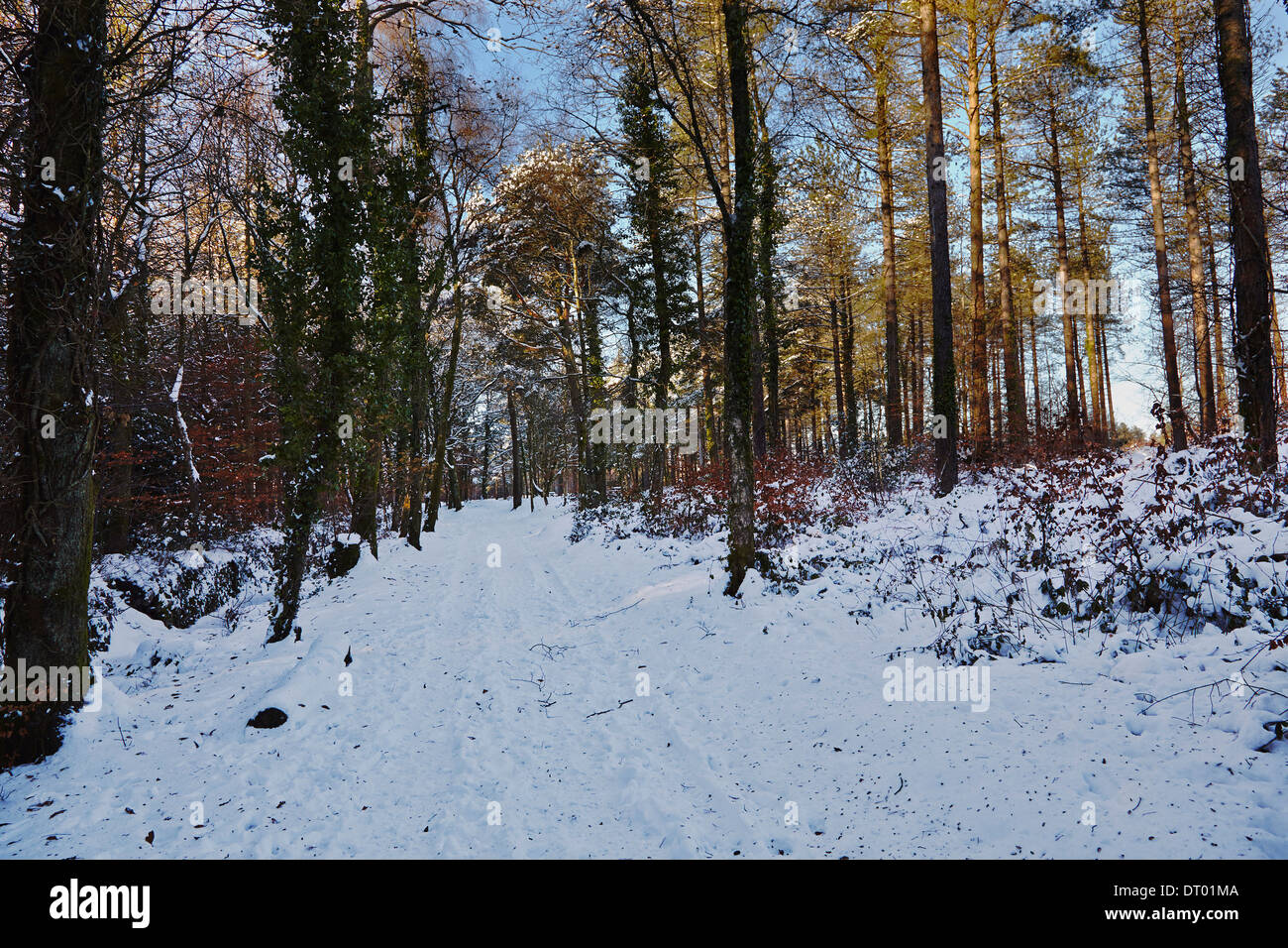 Country lane near exeter hi-res stock photography and images - Alamy