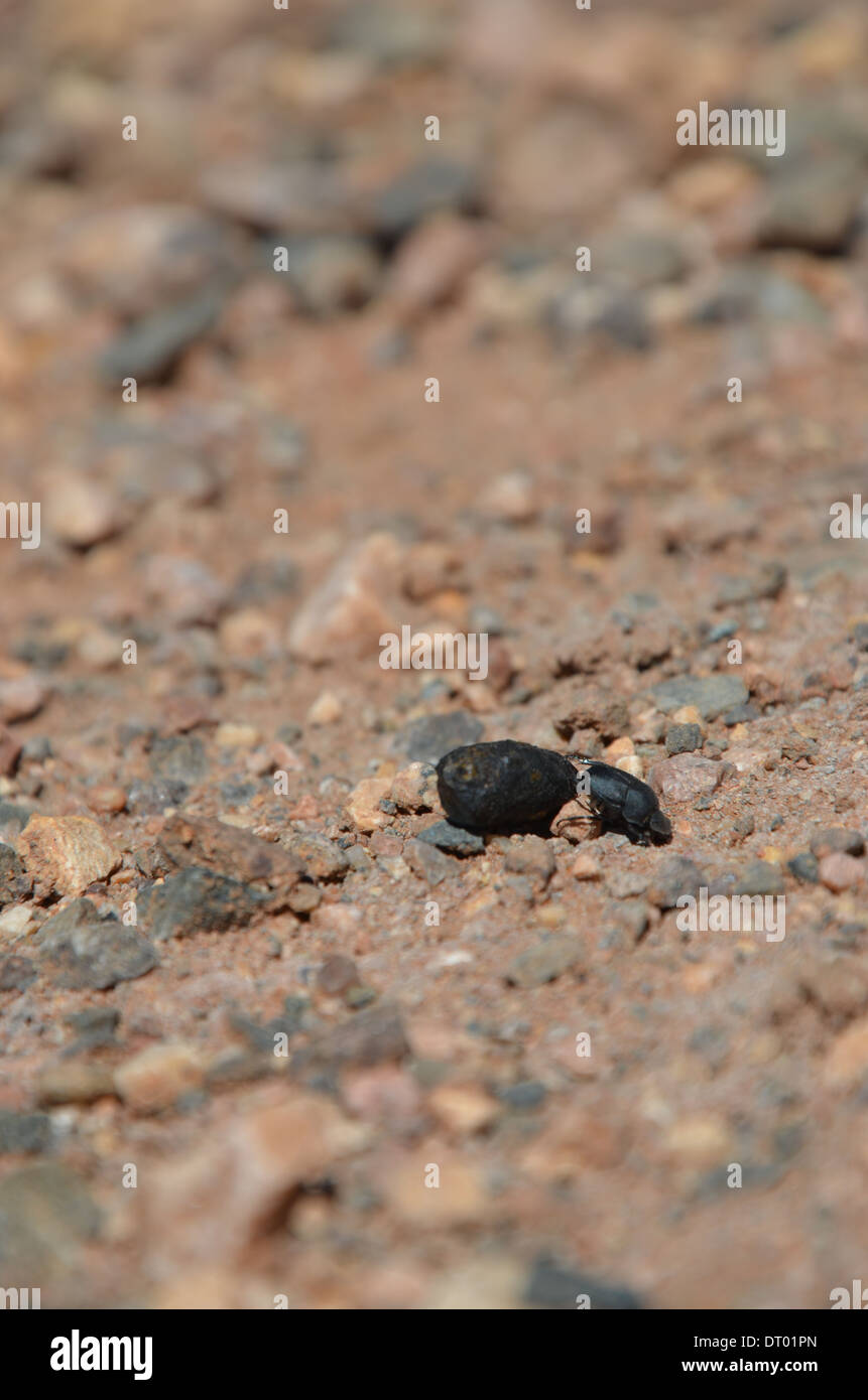 Dung beetle (Canthon sp Stock Photo - Alamy