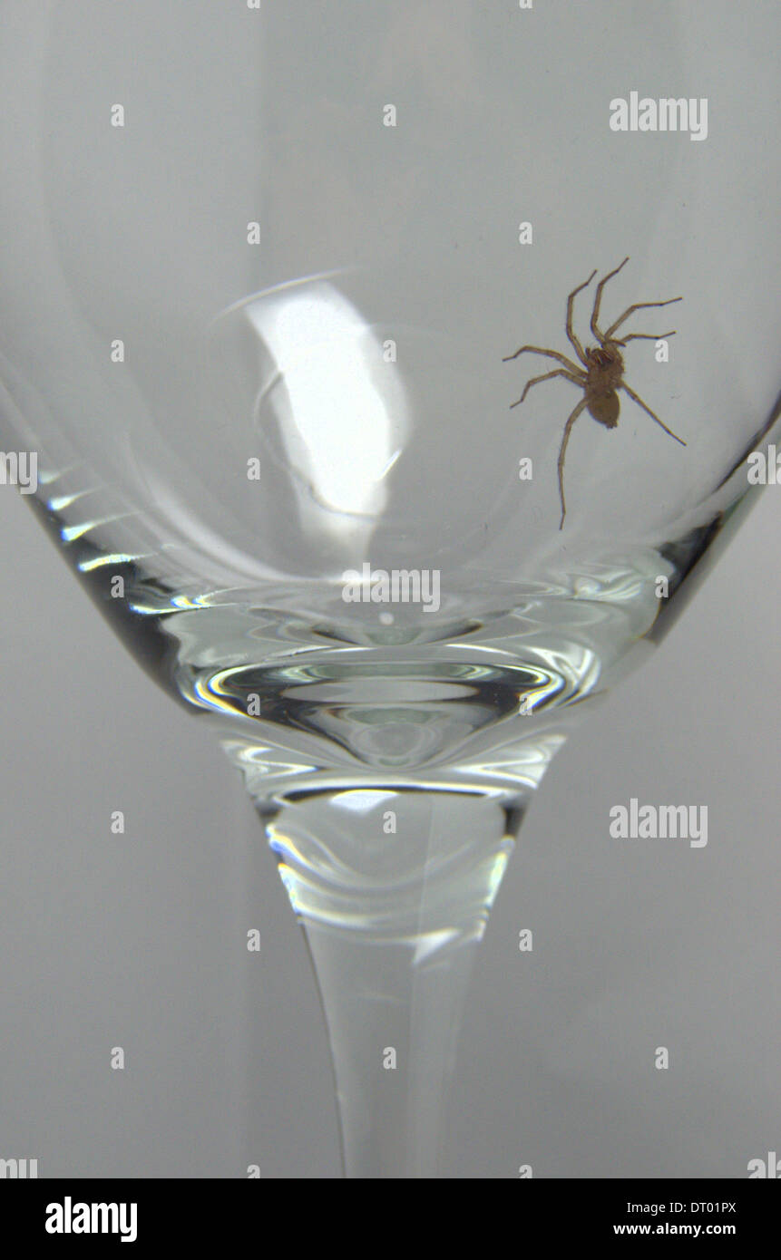 Spider glass hi-res stock photography and images - Alamy