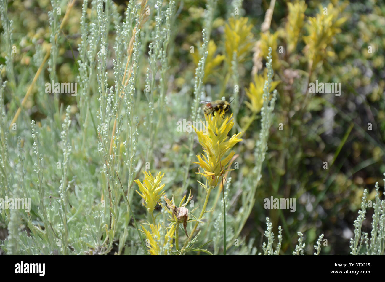 A prairie bumblebee visiting a yellow flower Stock Photo - Alamy