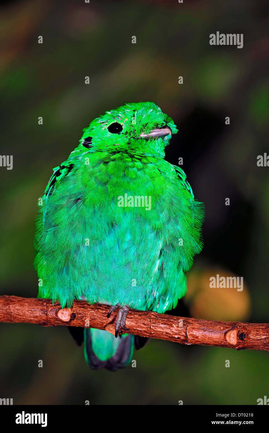 Maennlich calyptomena viridis smaragd breitrachen hi-res stock ...