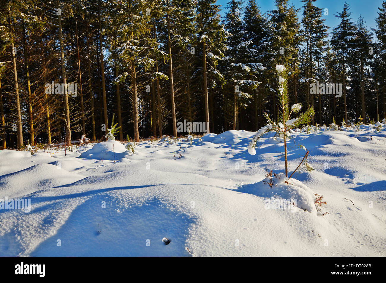 Conifer forest in deep snow, in the Haldon Hills nr Mamhead, nr Exeter ...