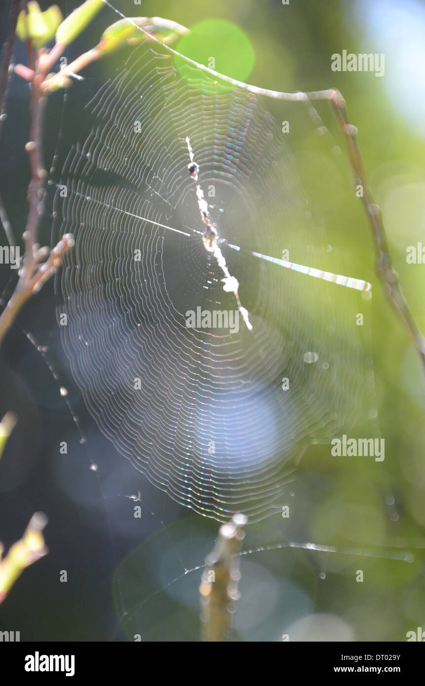 Spider web with circular bokeh and scarecrow spider Stock Photo - Alamy