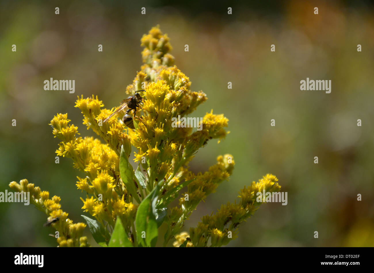 Wasp feeding on nectar Stock Photo - Alamy