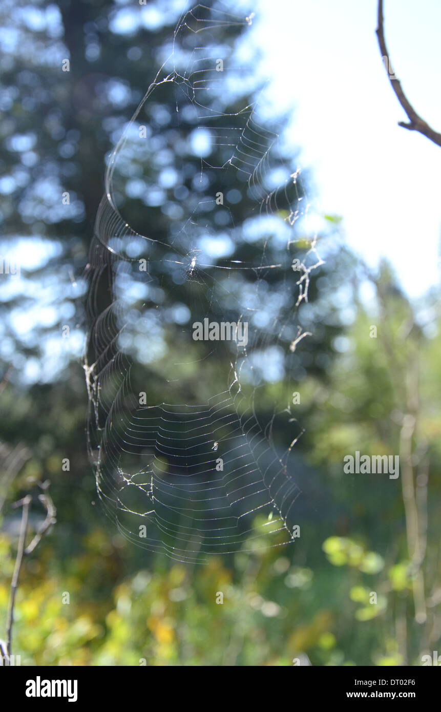 Pine bugs hi-res stock photography and images - Alamy
