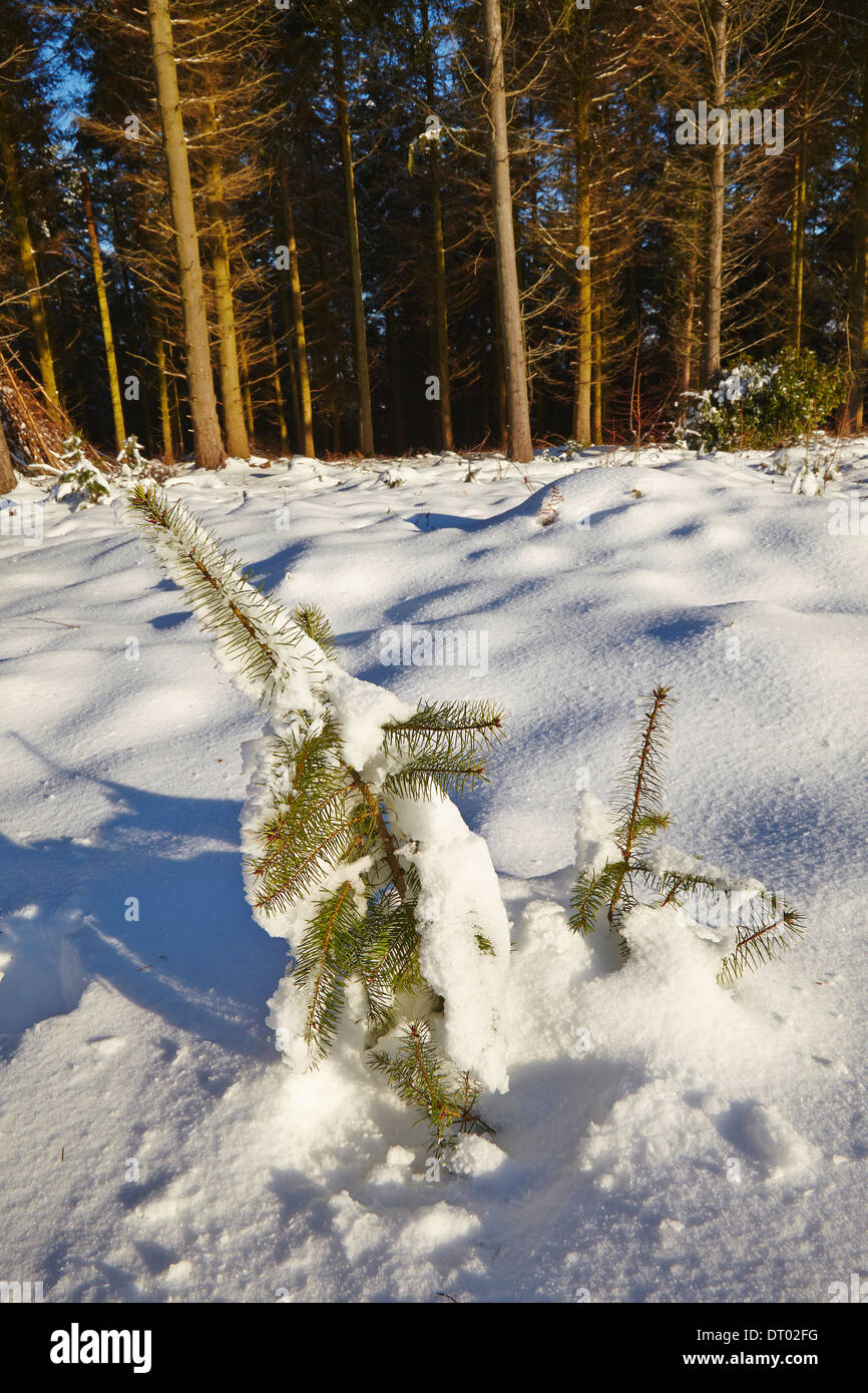 A conifer sapling in forest in deep snow, in the Haldon Hills nr ...