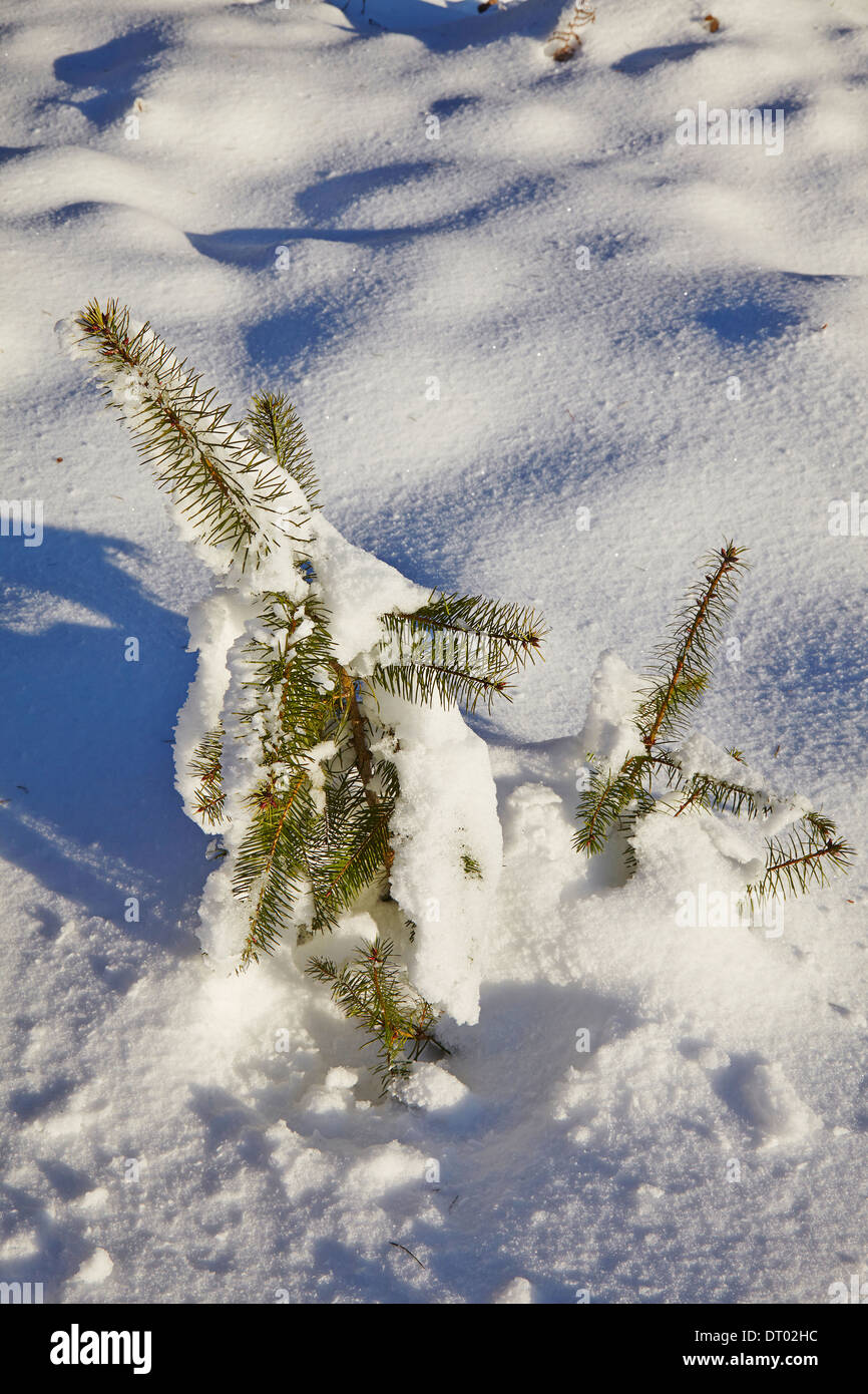 Mamhead, devon, england hi-res stock photography and images - Alamy