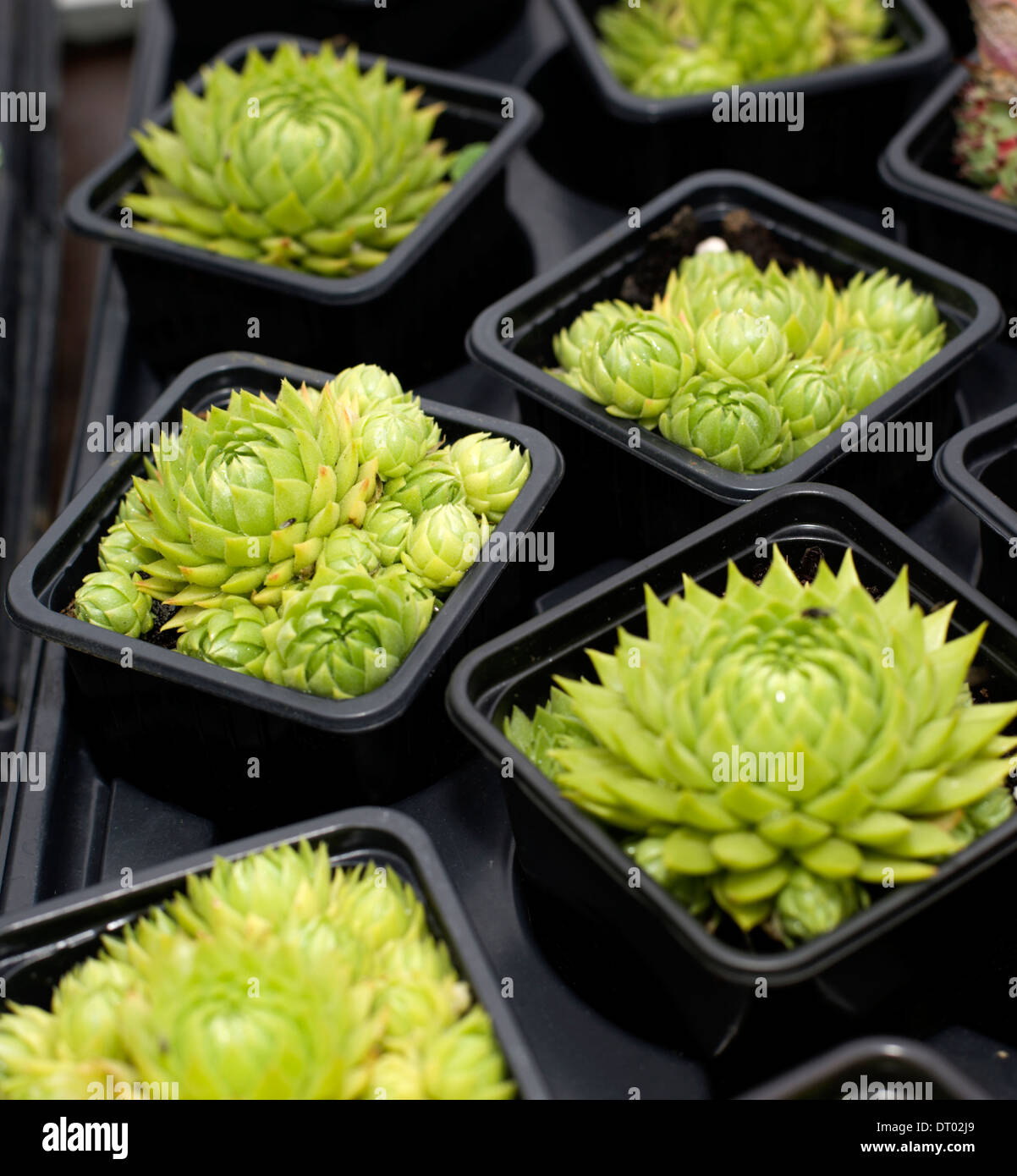 Houseleek species hi-res stock photography and images - Alamy