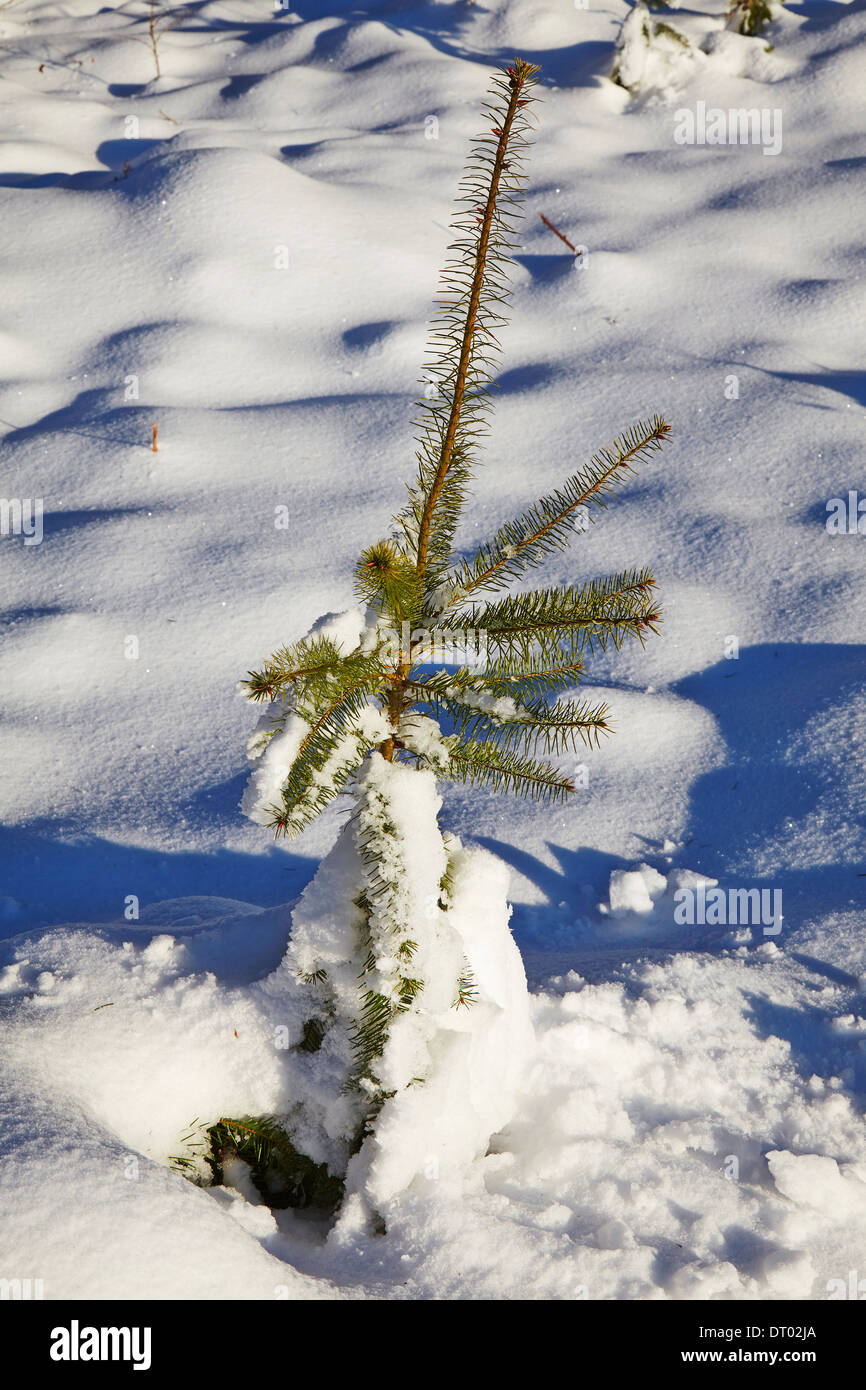 Small sapling of a conifer in winter hi-res stock photography and ...