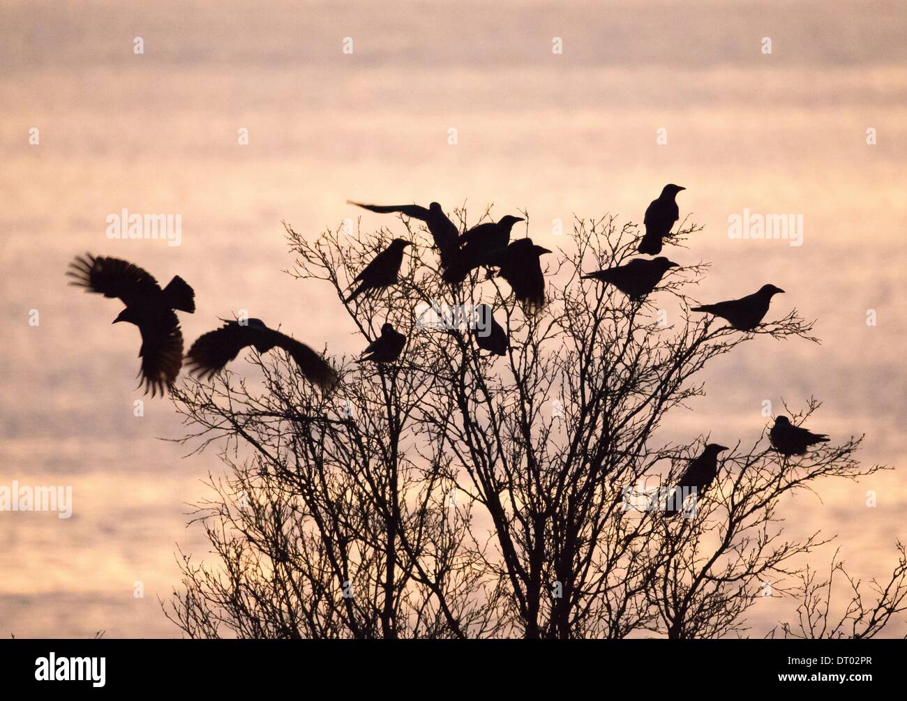 Carrion Crows In Tree, Corvus Corone Stock Photo - Alamy