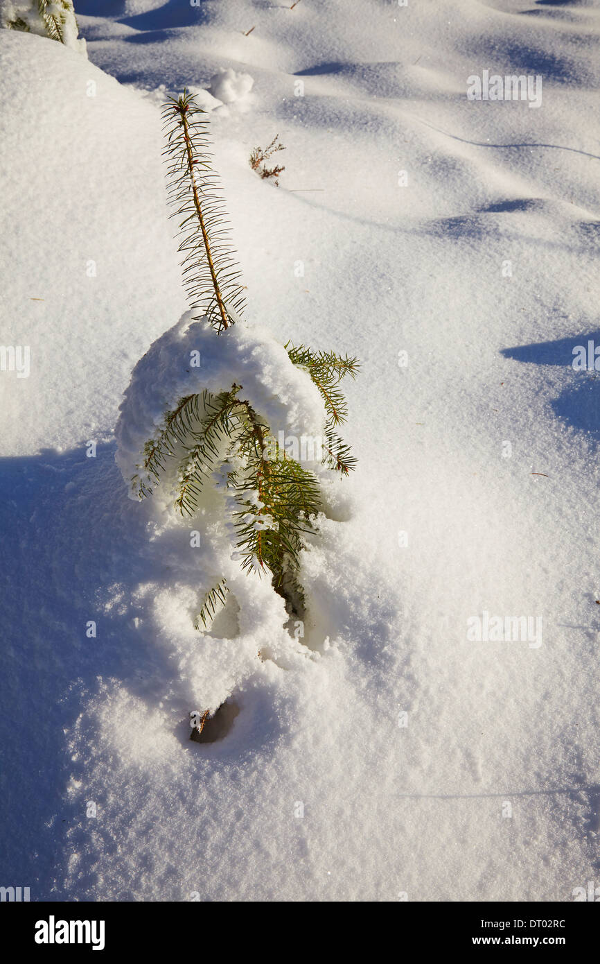 Sapling in snow hi-res stock photography and images - Alamy