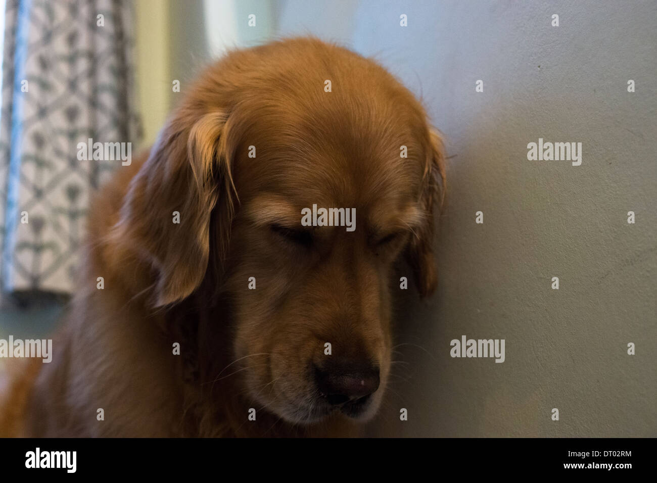 Golden retriever labrador domesticated pet dog face Stock Photo - Alamy