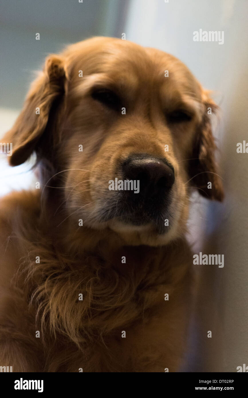 Golden retriever labrador domesticated pet dog face Stock Photo - Alamy