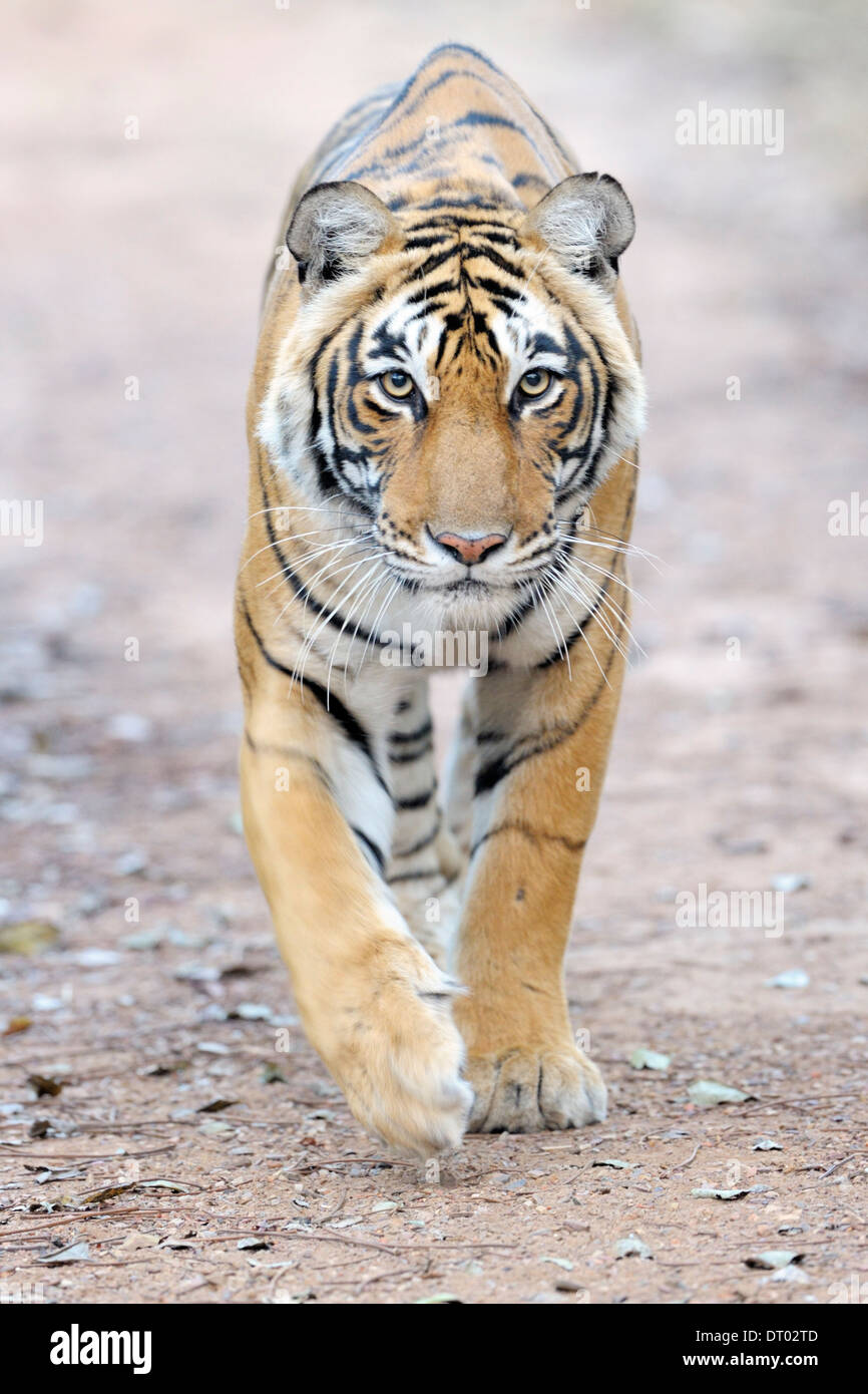 Tiger stalking camera hi-res stock photography and images - Alamy