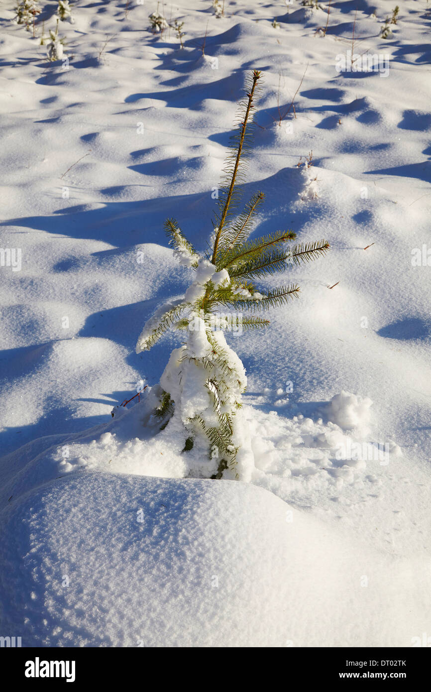 Mamhead, devon, england hi-res stock photography and images - Alamy