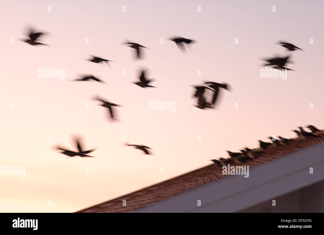 Crows in flight hi-res stock photography and images - Alamy