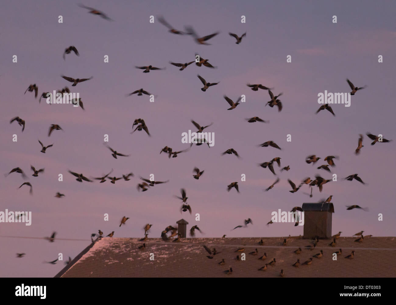Crows on roof hi-res stock photography and images - Alamy