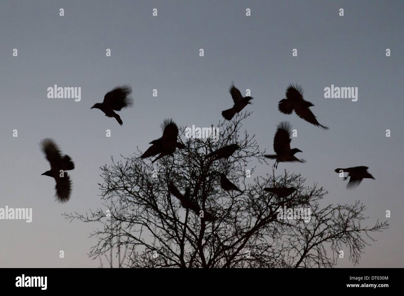 Crows in tree hi-res stock photography and images - Alamy