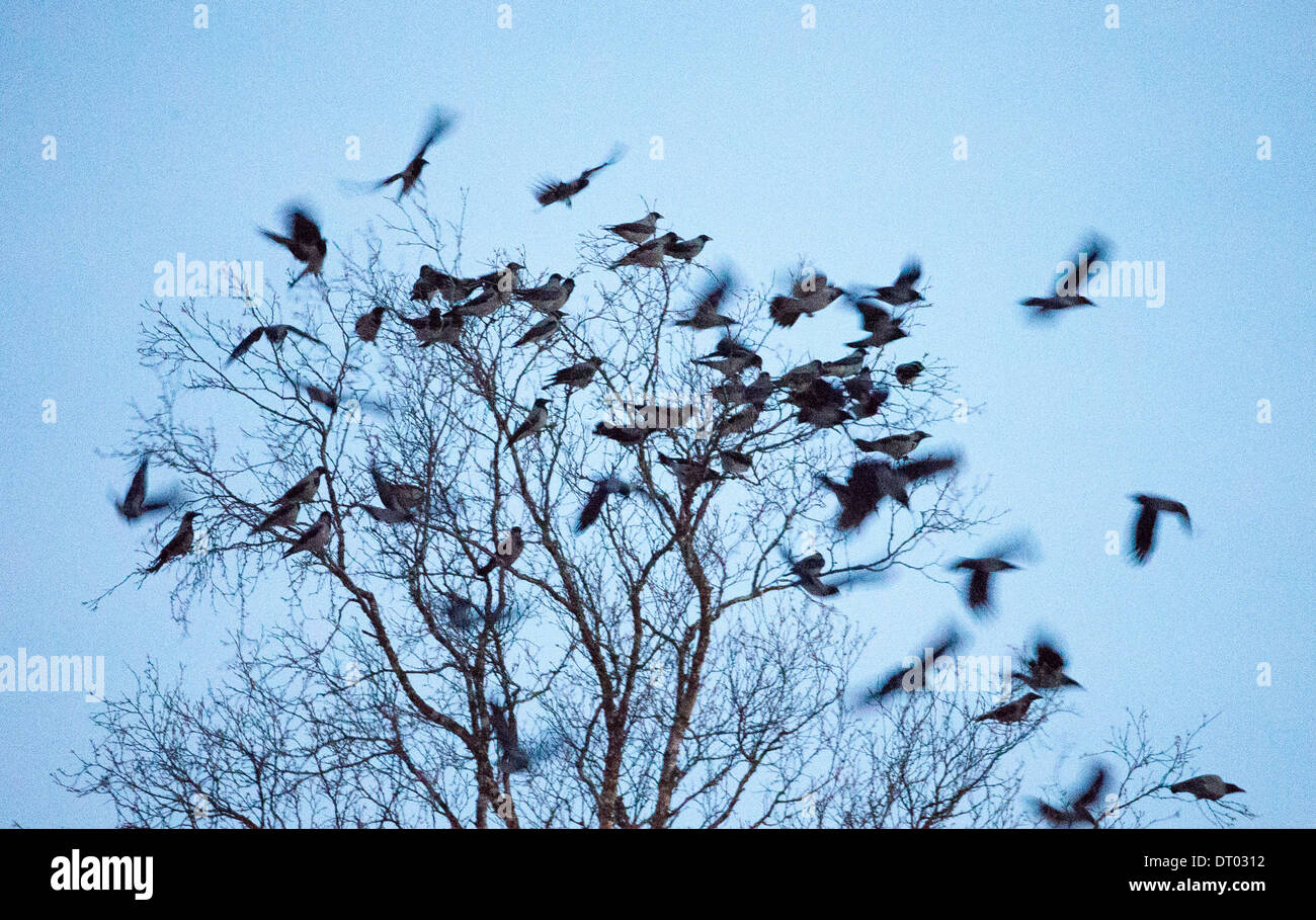 Carrion Crows In Sleeping Tree, Corvus Corone Stock Photo - Alamy