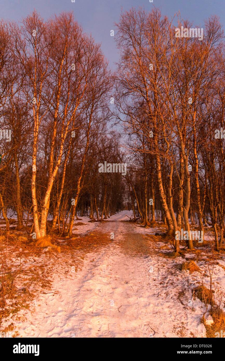 Betula sp baume hi-res stock photography and images - Alamy