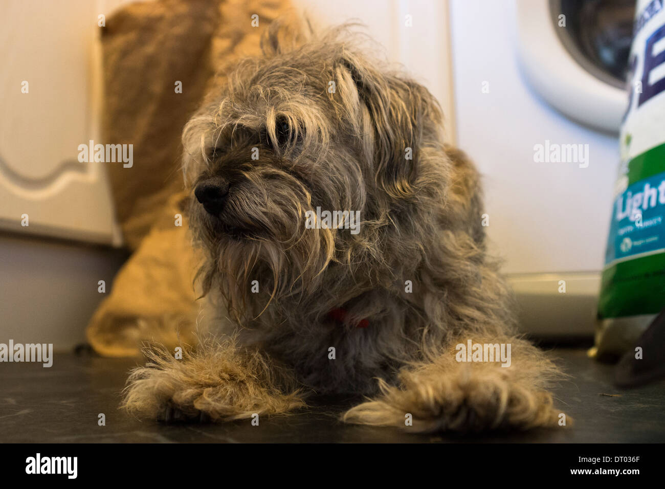 Border terrier dog pet laying kitchen relaxing Stock Photo - Alamy