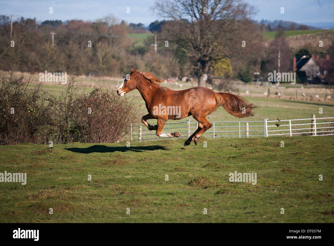 Brown Horse running free in field on sunny day Stock Photo - Alamy