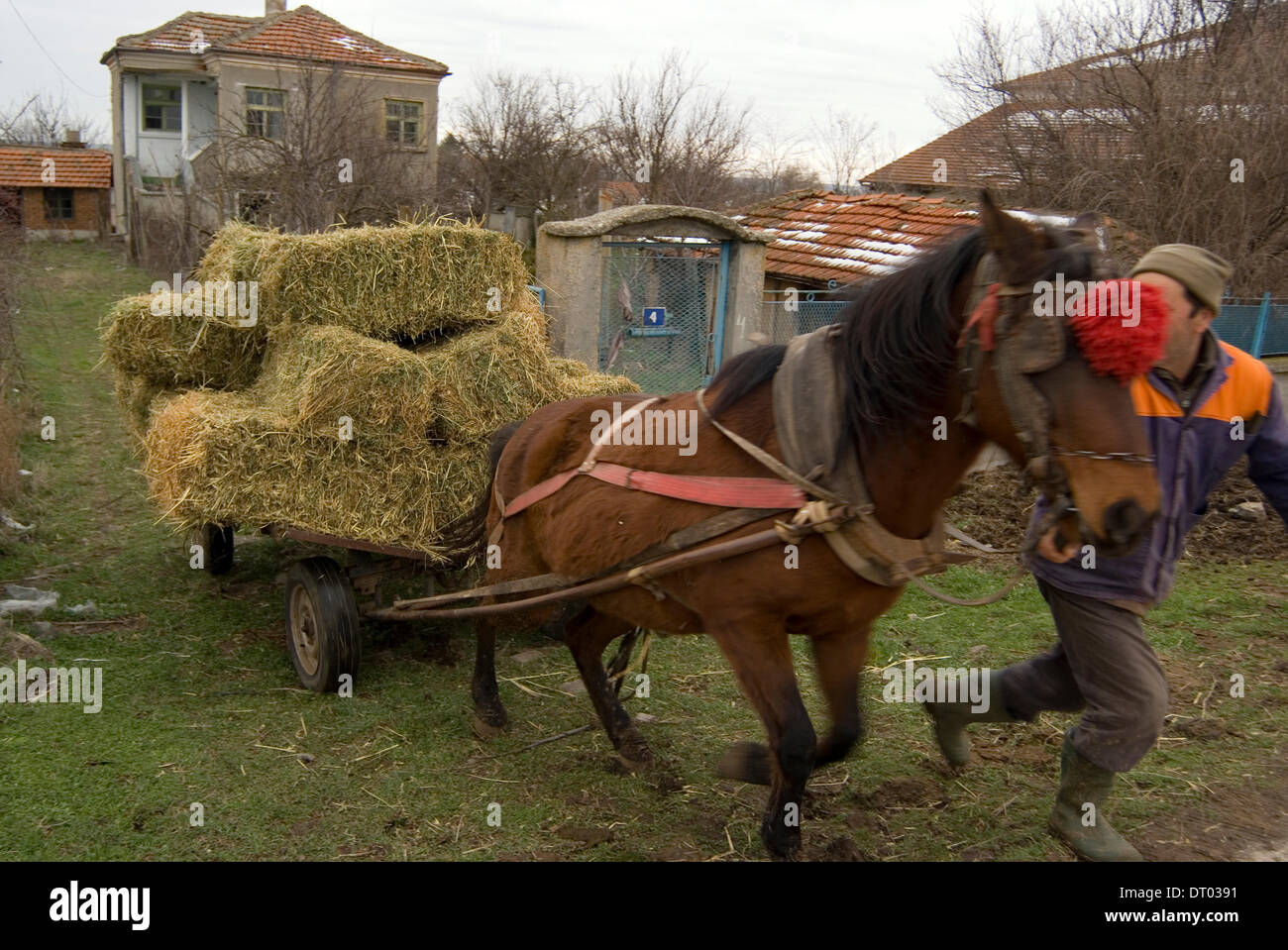 Bulgarian farmers with winter hay for the animals hi-res stock ...
