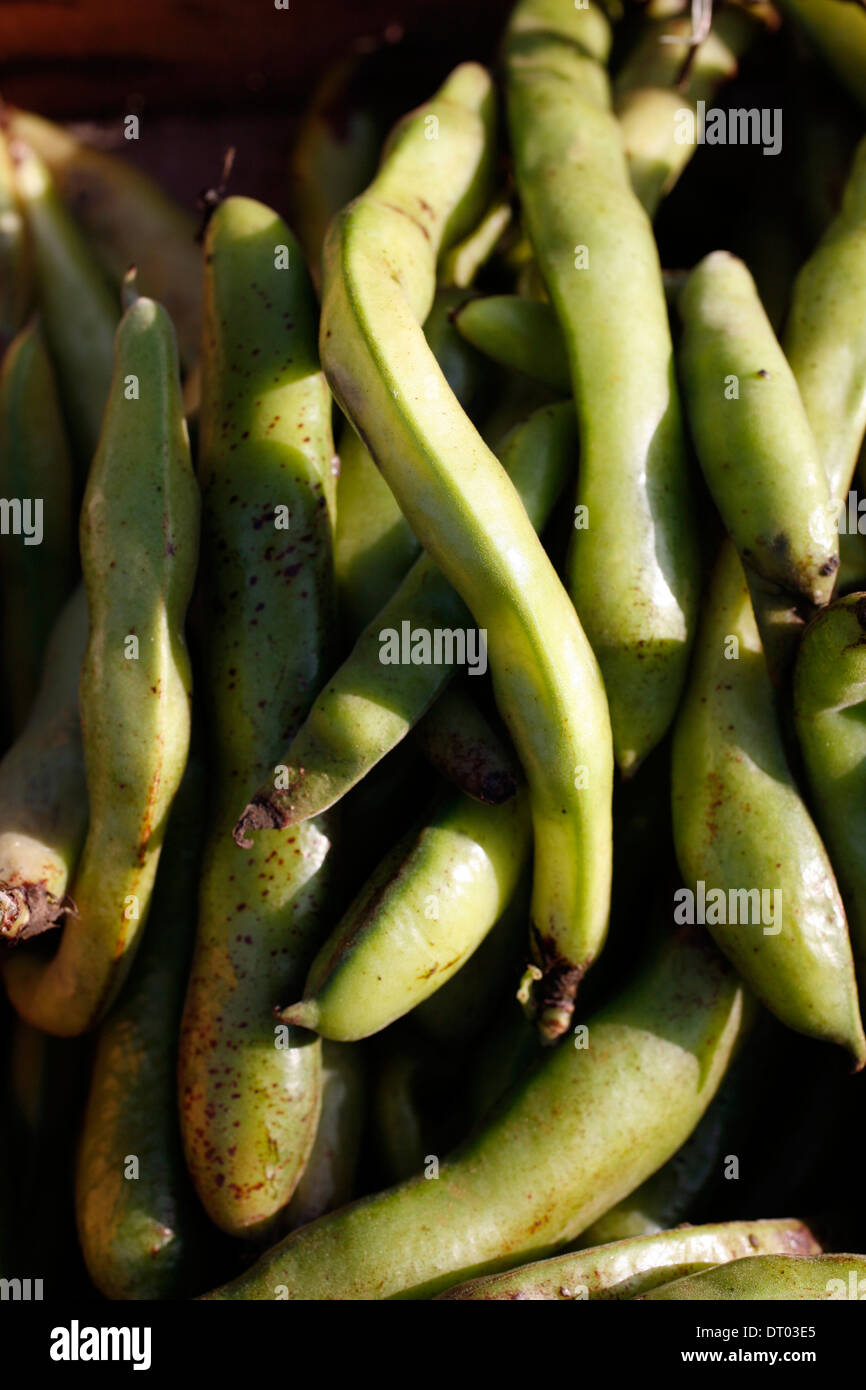 French beans uk garden hi-res stock photography and images - Alamy