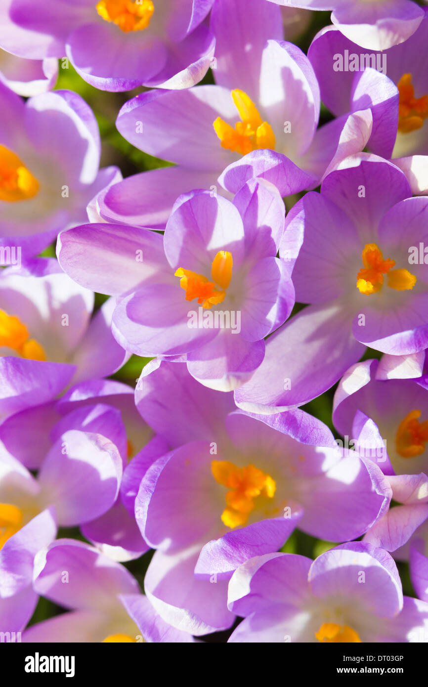 Spring blossoms crocus hi-res stock photography and images - Alamy