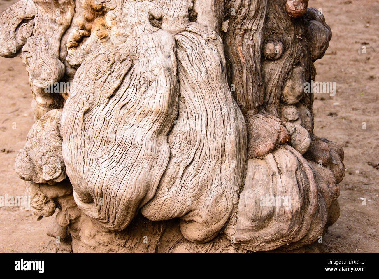 Ancient, gnawed tree trunk in the imperial garden in the Forbidden City ...