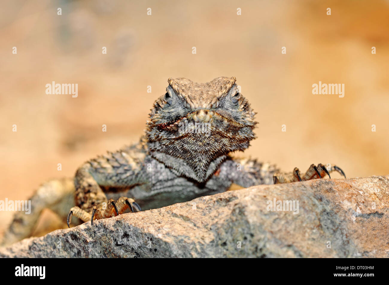 Starred Agama, Roughtail Rock Agama, Common Hardun, Star Agama (Agama ...