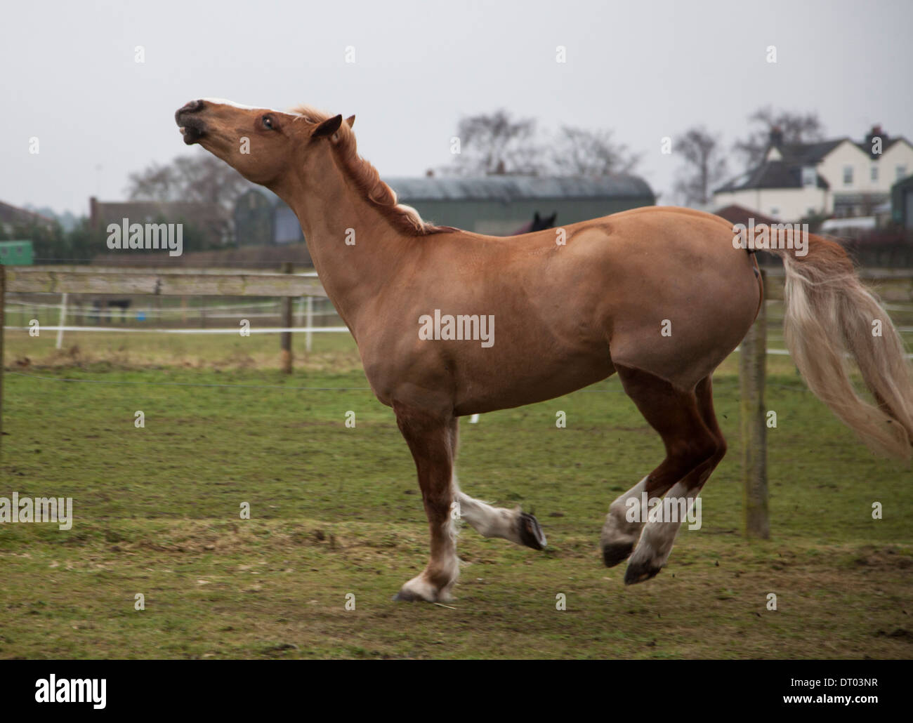 brown horse, jumping around freely in its' field Stock Photo - Alamy