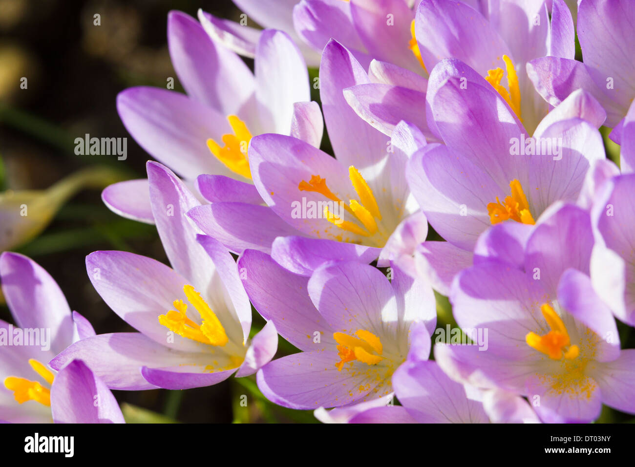 Spring blossoms crocus hi-res stock photography and images - Alamy