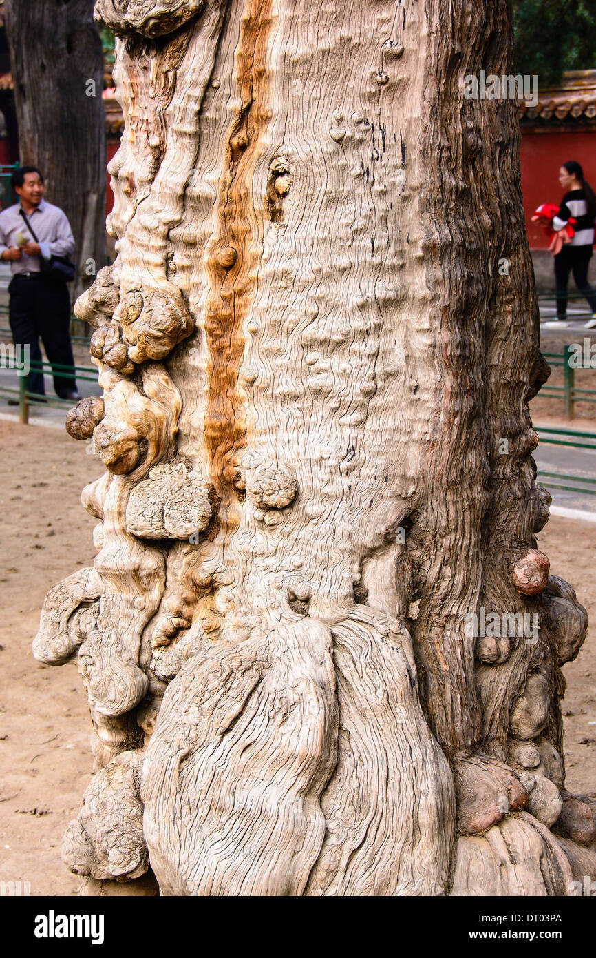 Ancient tree trunks hi-res stock photography and images - Alamy