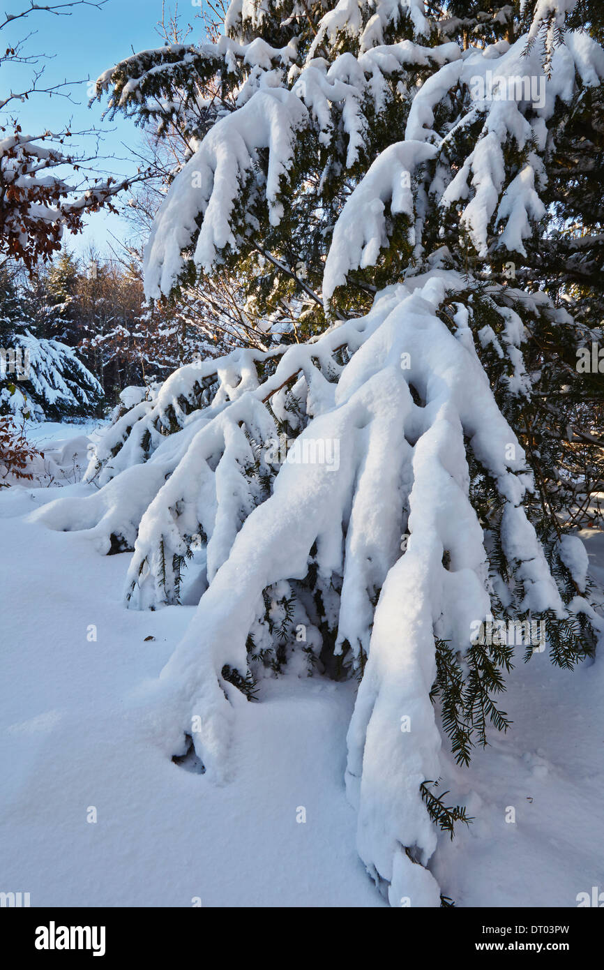 Mamhead hi-res stock photography and images - Alamy