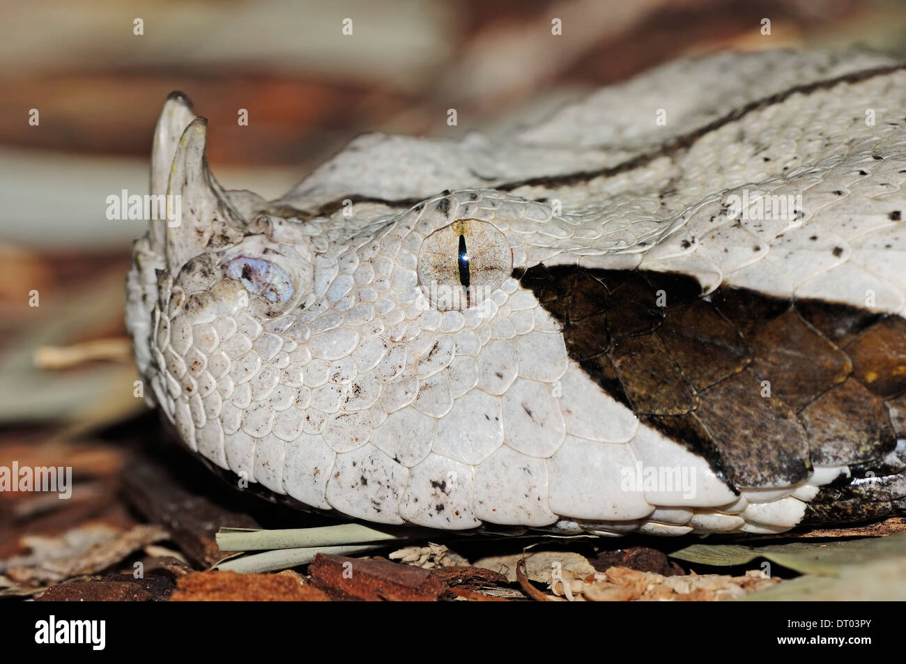 West African Gaboon Viper or Gaboon Adder (Bitis gabonica rhinoceros ...