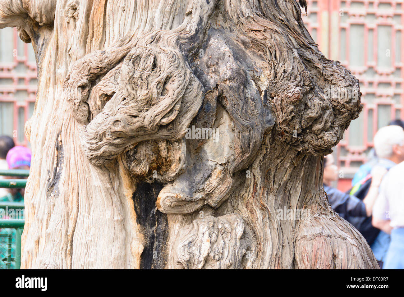 Ancient, gnawed tree trunk in the imperial garden in the Forbidden City ...