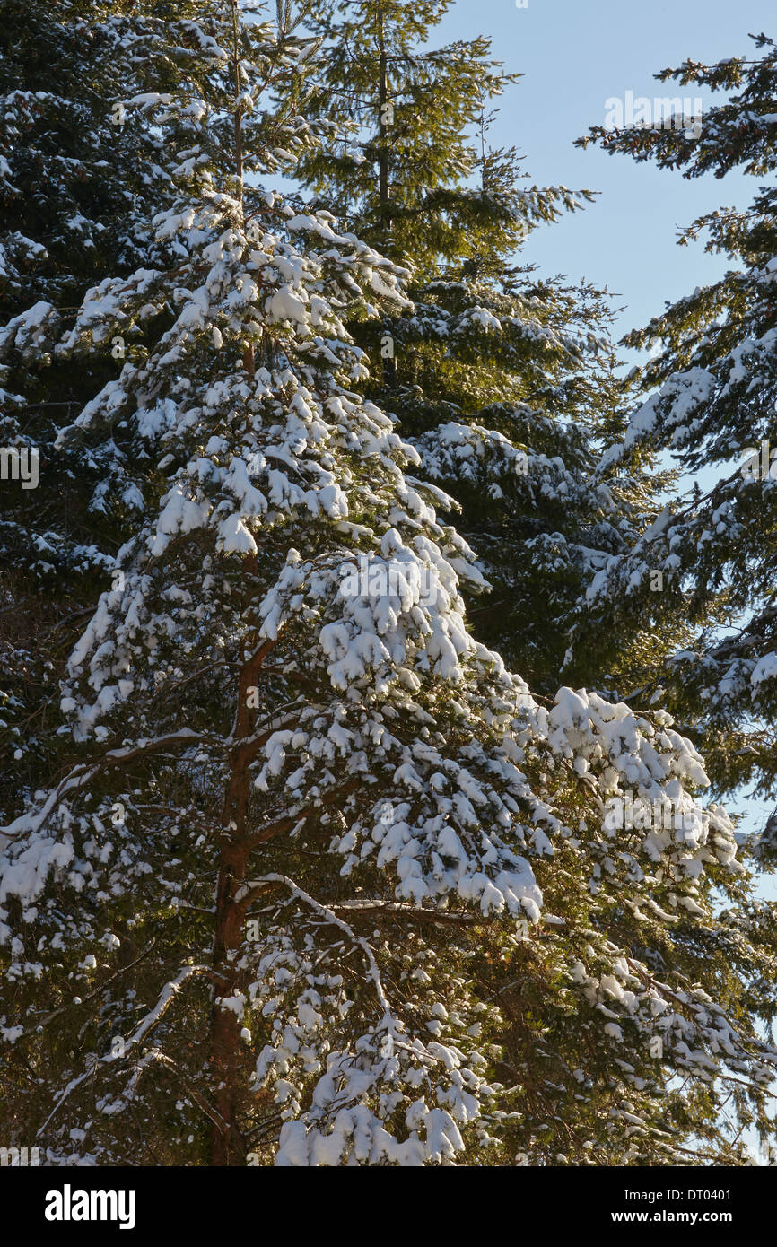 Mamhead hi-res stock photography and images - Alamy