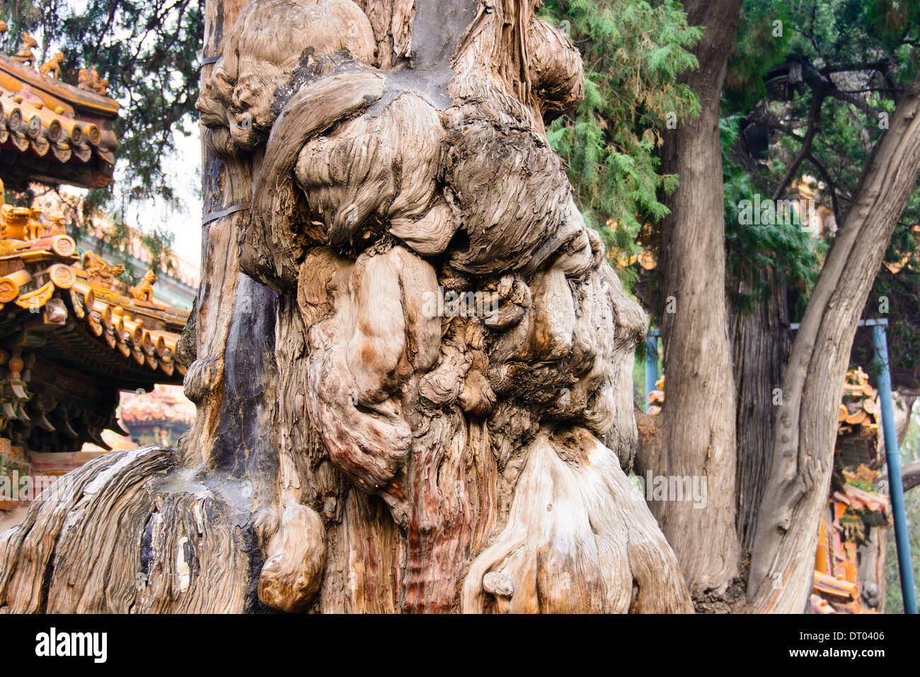 Ancient, gnawed tree trunk in the imperial garden in the Forbidden City ...
