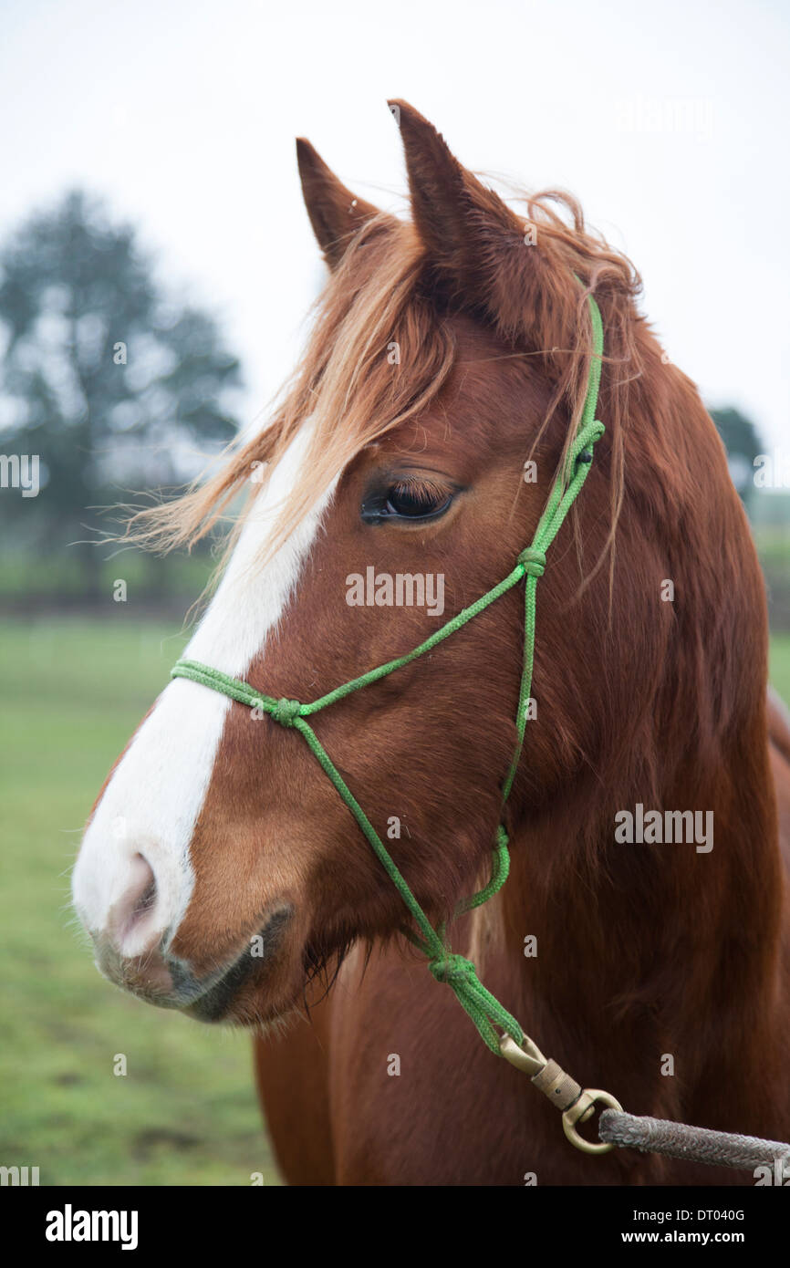 Light Brown Horse Face