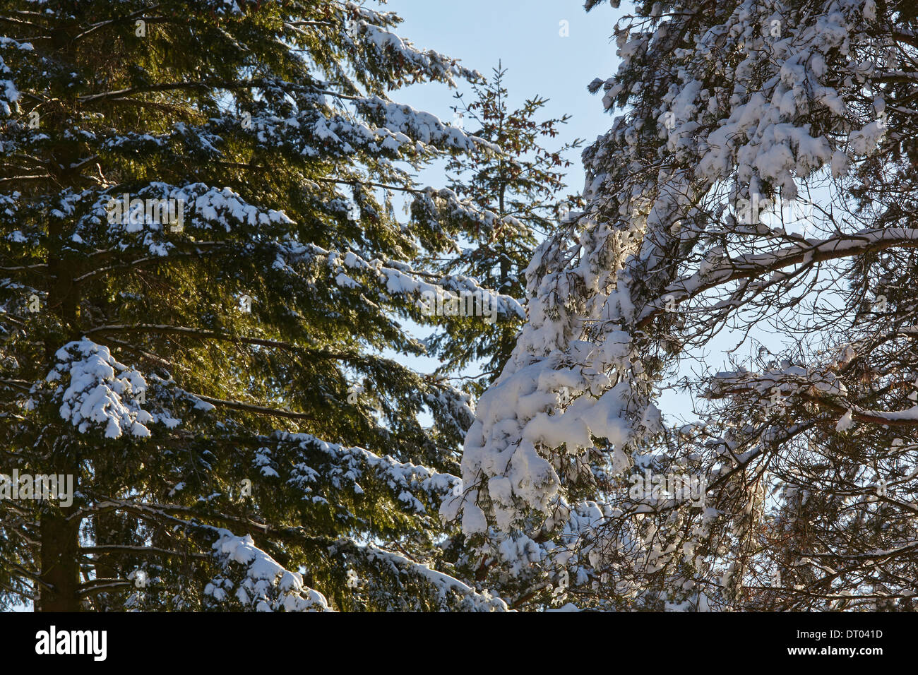 Mamhead hi-res stock photography and images - Alamy