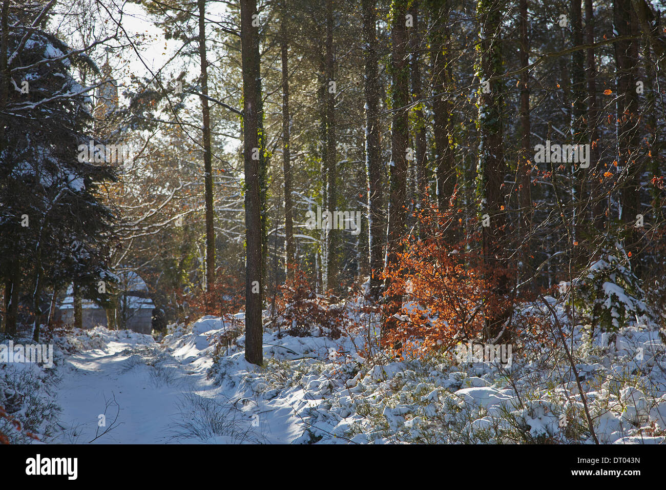 Mamhead, devon, england hi-res stock photography and images - Alamy