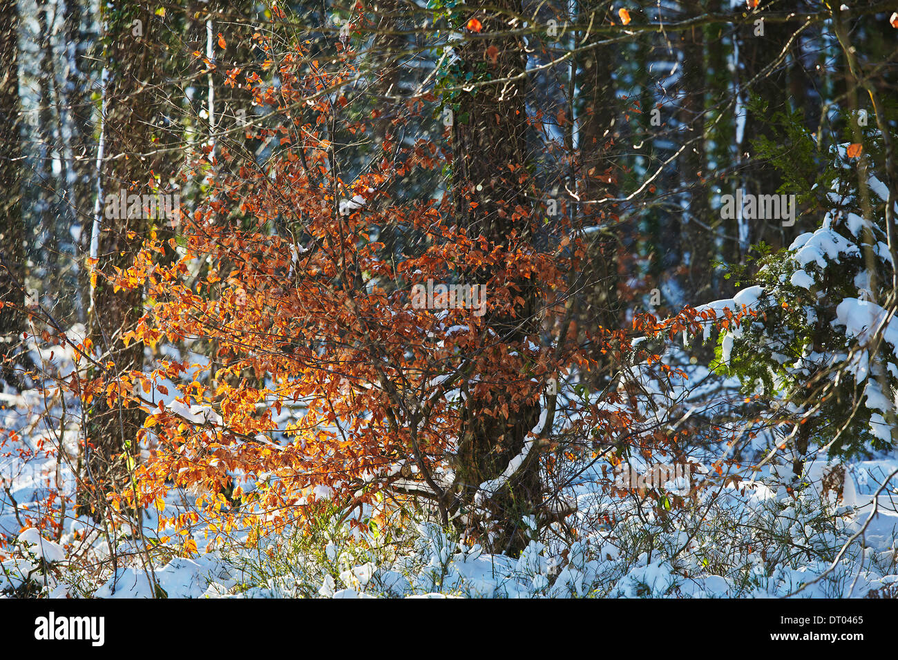 Mamhead hi-res stock photography and images - Alamy