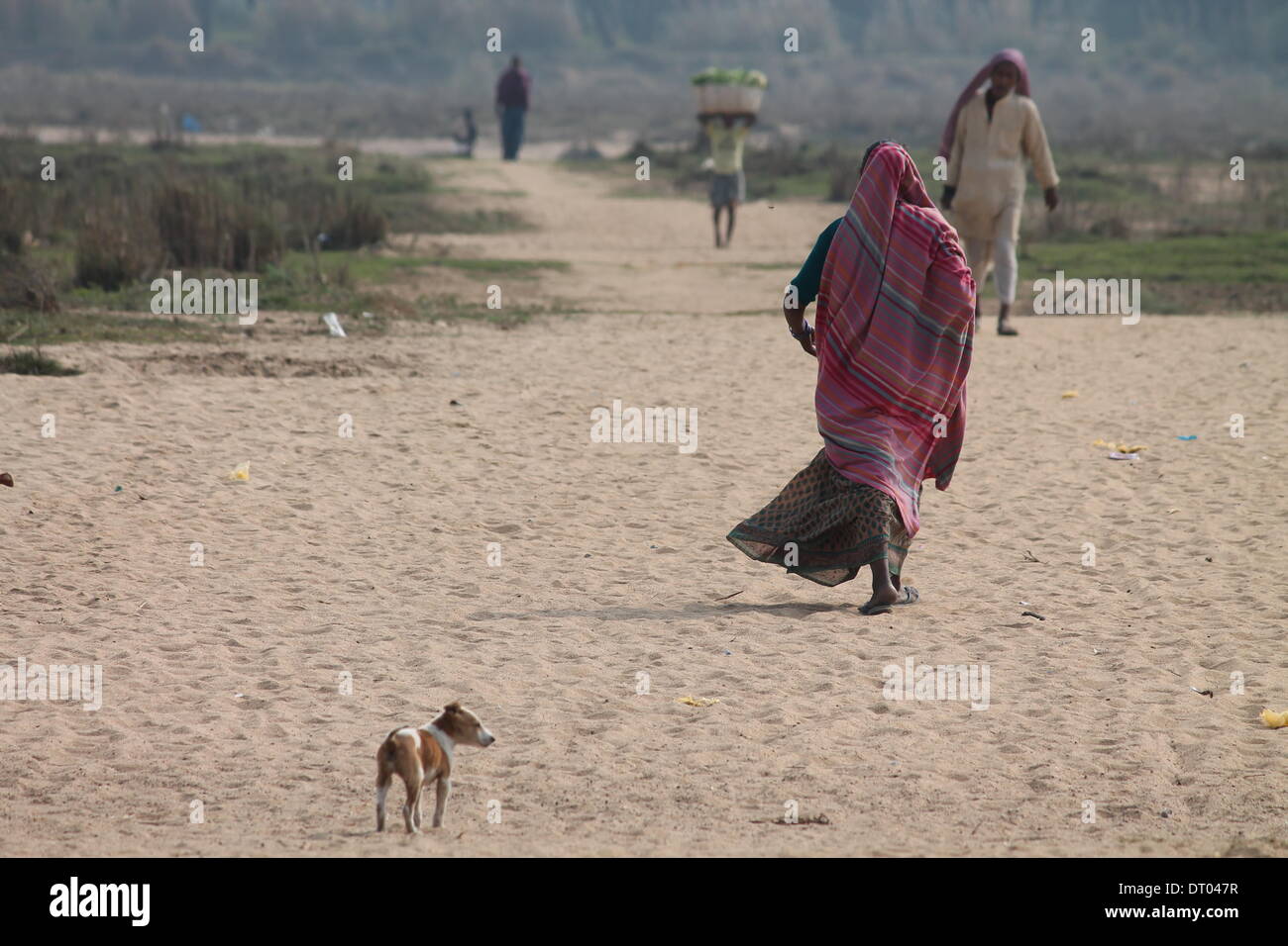 Bodhgaya, Bihar, India, February 5th, 2014. Locals cross dry Falgu ...